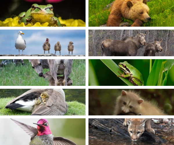BC SPCA | Wildlife-in-Focus