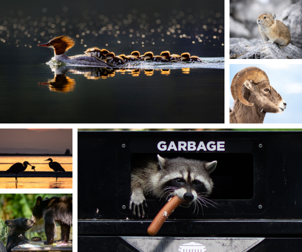 BC SPCA | Wildlife-in-Focus