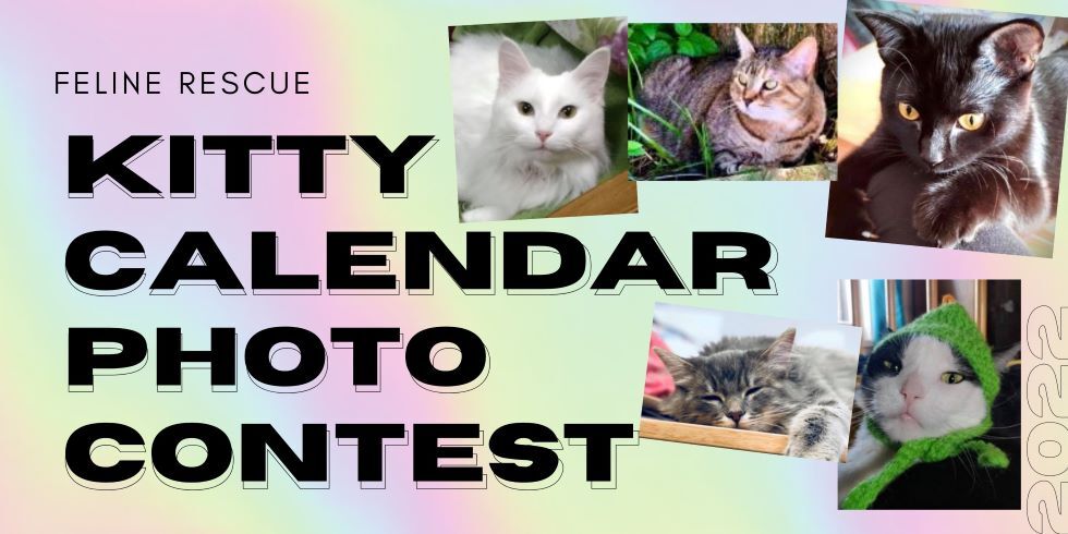 Feline Rescue, Inc. | 2022 Kitty Photo Calendar Contest