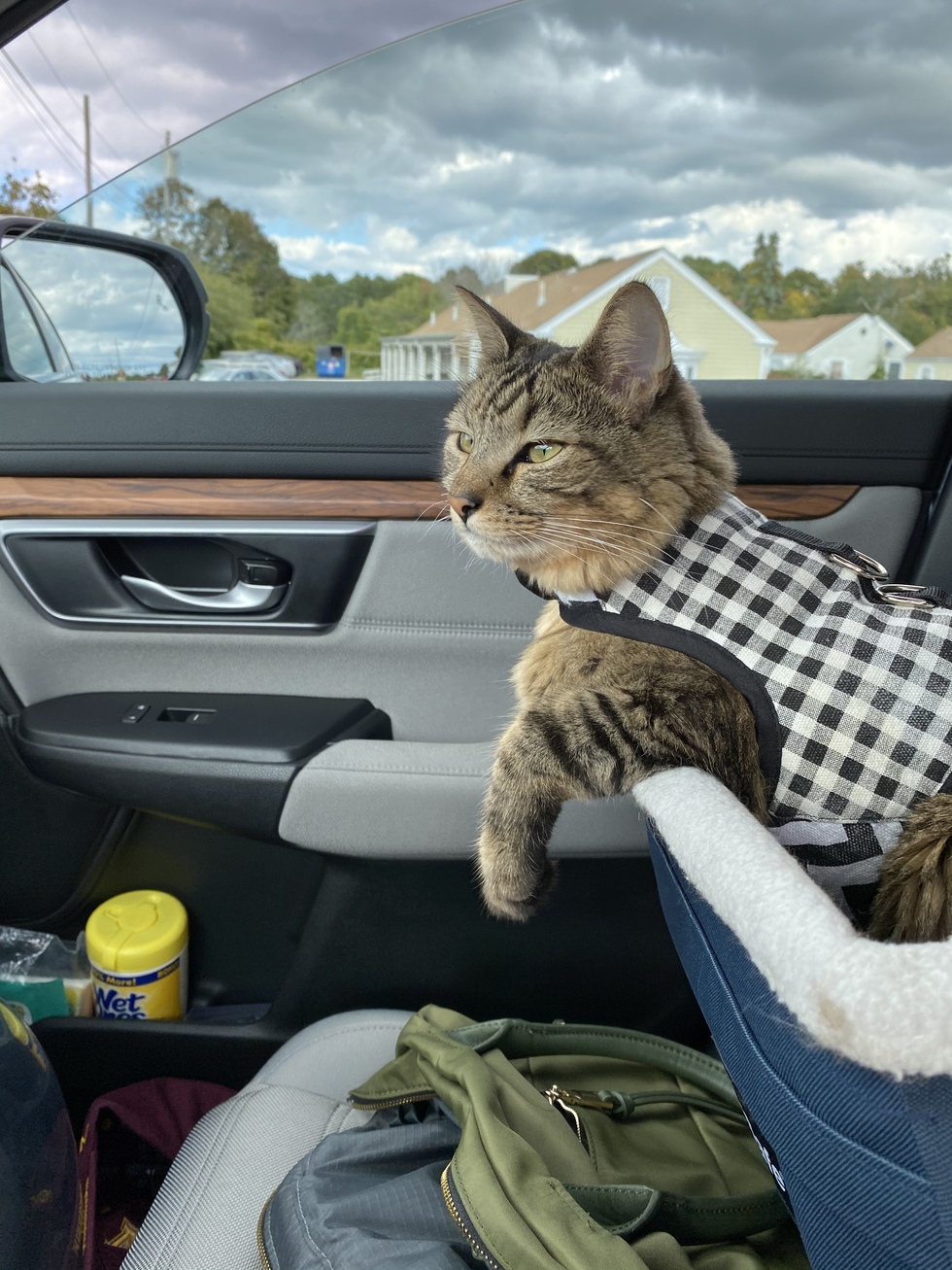 Vote for Bob aka Bobbert aka Bobalob | 2022 Kitty Photo Calendar Contest