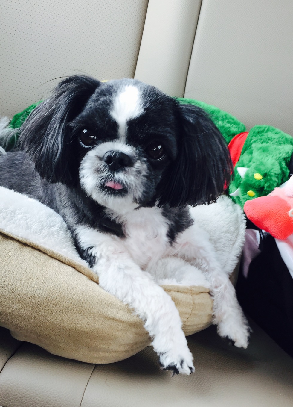 Vote for Mimi Lynn | Meows & Bow-wows 2022 Photo Calendar Contest