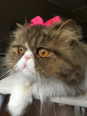 Vote for Meow meow | UHCCF's Pic My Pet Photo Contest