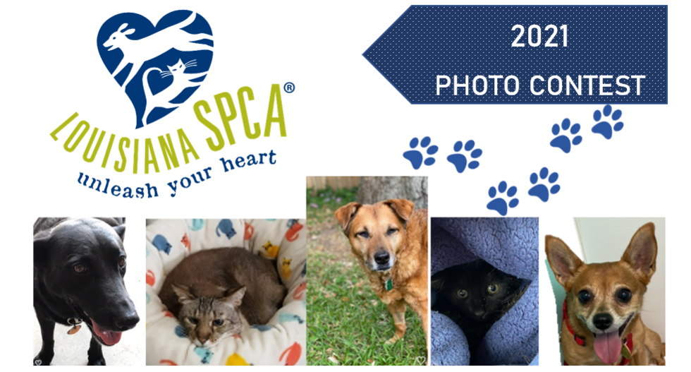 Louisiana SPCA | Louisiana SPCA 2021 Photo Contest: Your pet will help ...