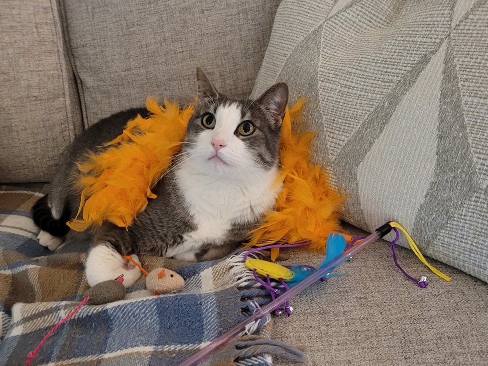 Vote for Beaux | Cat Haven's #RescueCatGlowUp