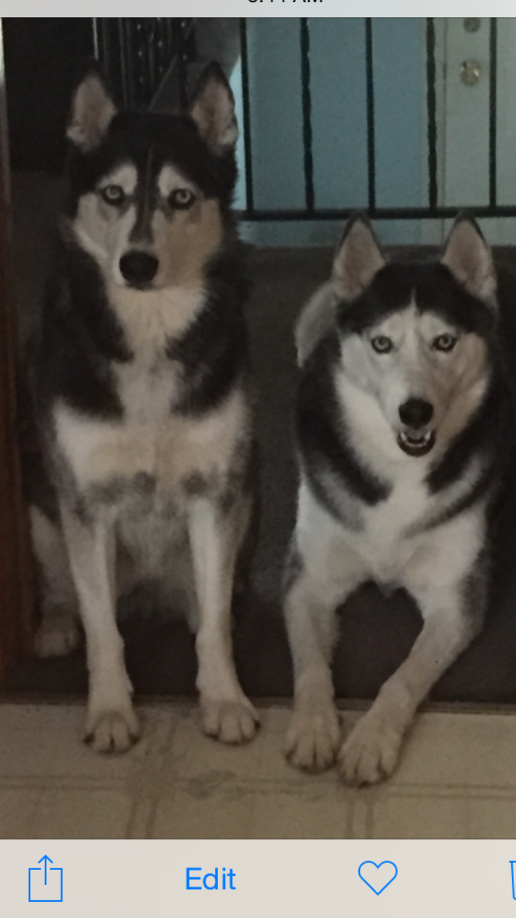 Vote for Cici and Jada | The Husky House 2022 Calendar Photo Contest
