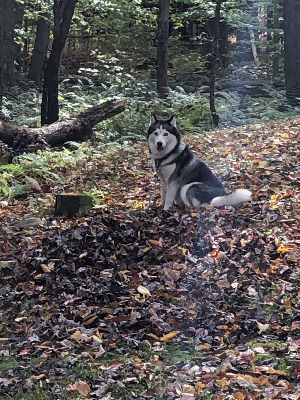 Vote for Maya | The Husky House 2022 Calendar Photo Contest