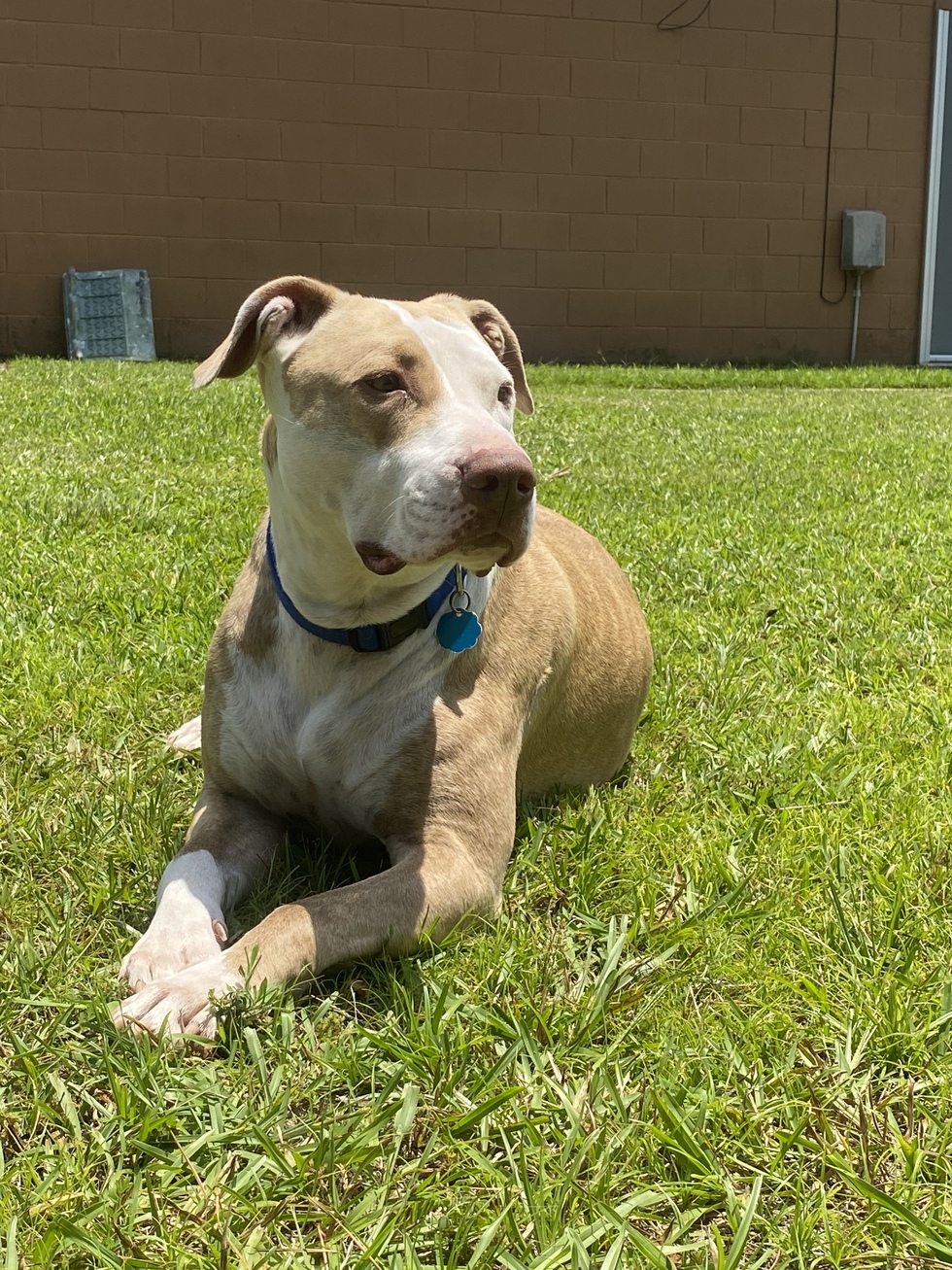 Vote for Charlie | Florence Area Humane Society “Paparazzi for Pets ...