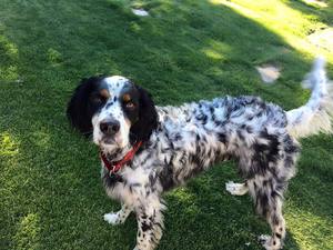 Vote for Hank Williams | English Setter Snapshots Photo Contest