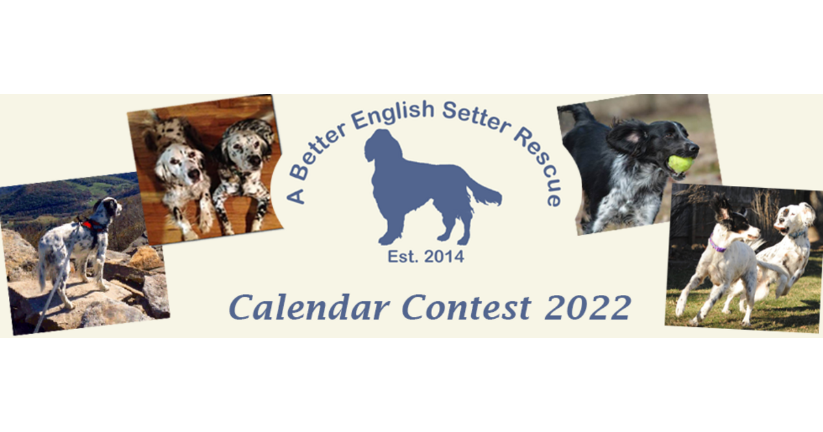 A Better English Setter Rescue
