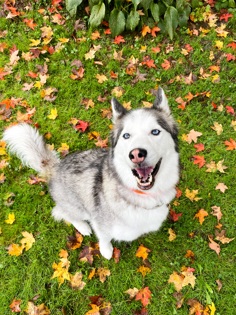 Vote for Loki | We Heart Huskies 2022 Calendar Photo Contest