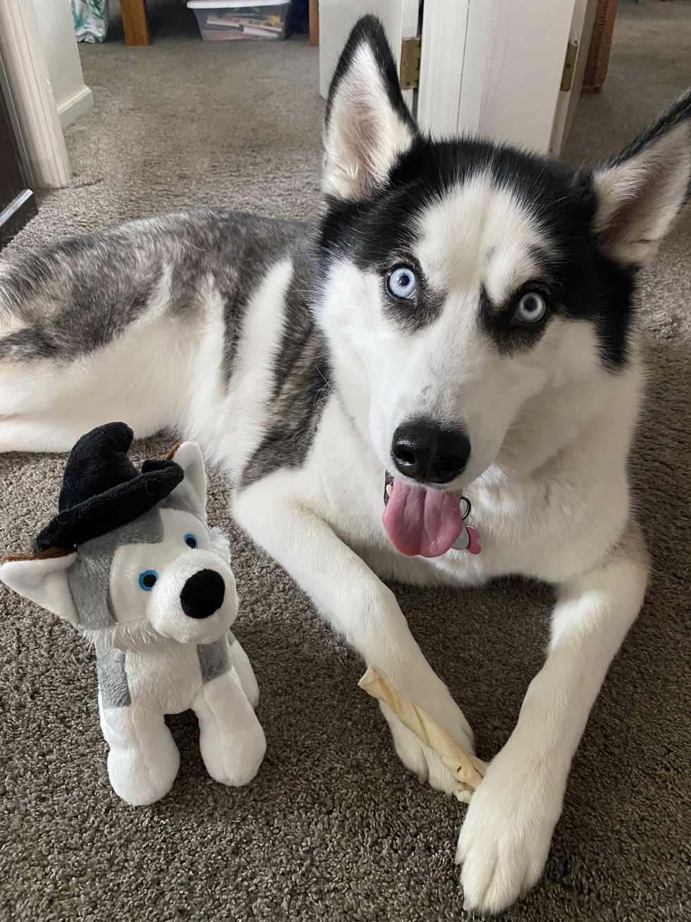 Vote for Aspen | We Heart Huskies 2022 Calendar Photo Contest