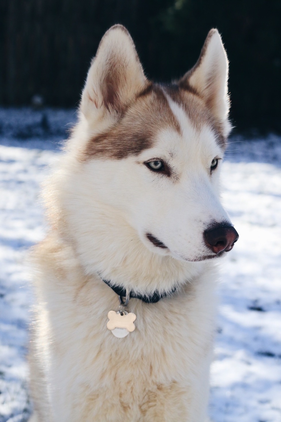 Vote for Axel | We Heart Huskies 2022 Calendar Photo Contest