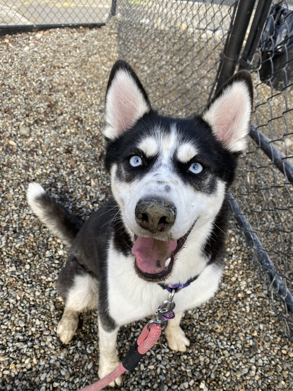 Vote for Bailey | We Heart Huskies 2022 Calendar Photo Contest