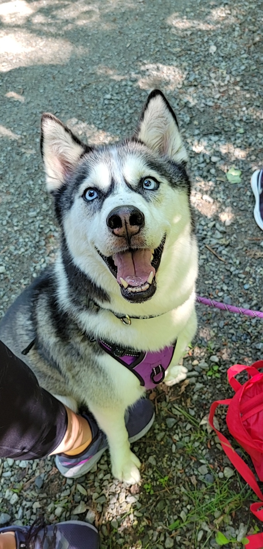 Vote for Maya | We Heart Huskies 2022 Calendar Photo Contest