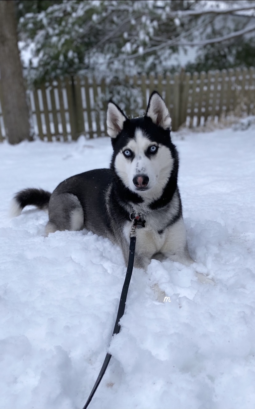 Vote for Axel | We Heart Huskies 2022 Calendar Photo Contest