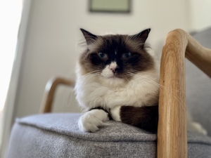 Vote for Hershey | RSPCA Pet Photo Contest