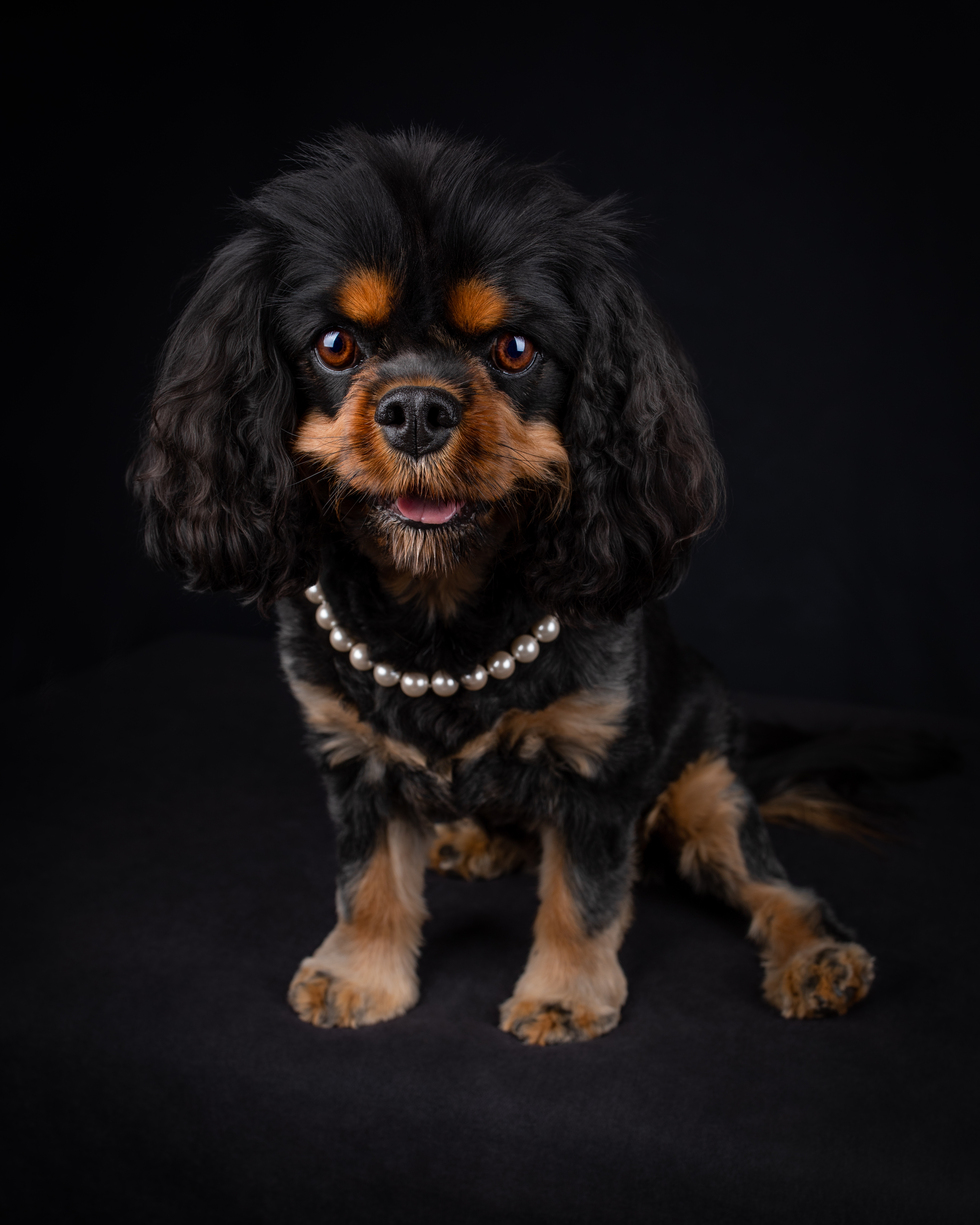 Vote for Lucy | RSPCA Pet Photo Contest