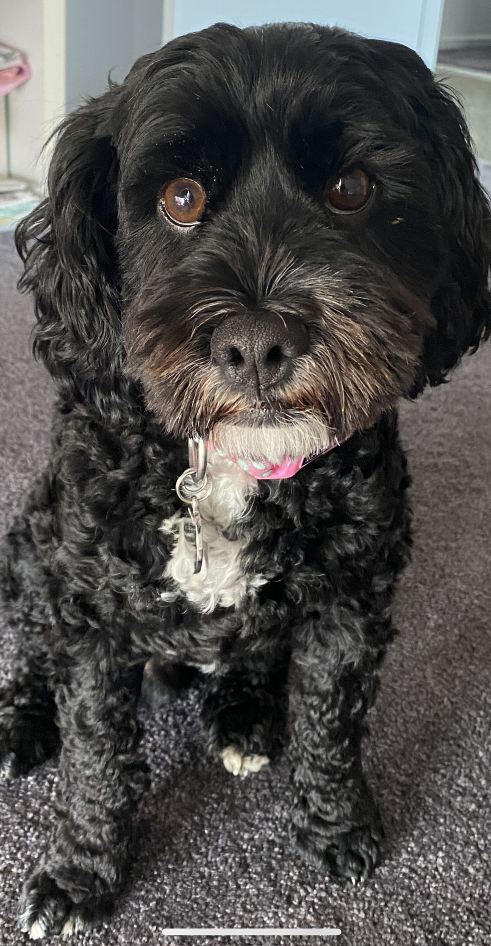 Vote for Fred | RSPCA Pet Photo Contest