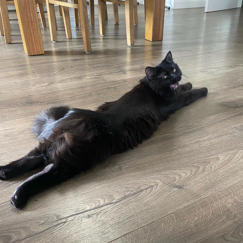 Vote for Chloe | RSPCA Pet Photo Contest