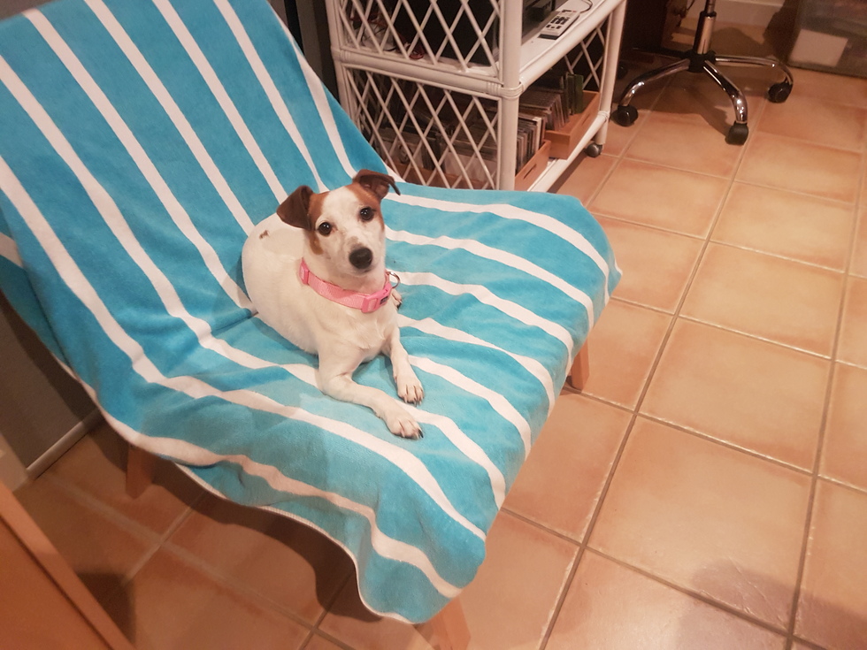 Vote for Pippa | RSPCA Pet Photo Contest