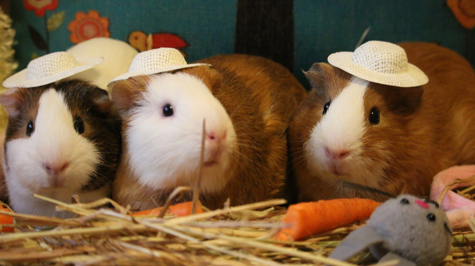 Vote for Muffin, Crumpet and Waffles | RSPCA Pet Photo Contest