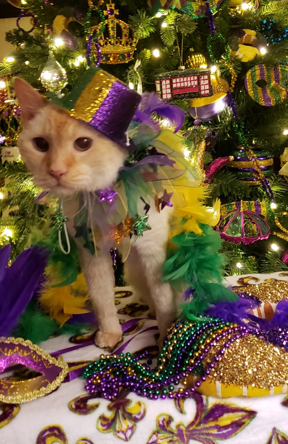 Vote for Mooshu Aloysius | Krewe of Mew Mardi Gras Photo Contest