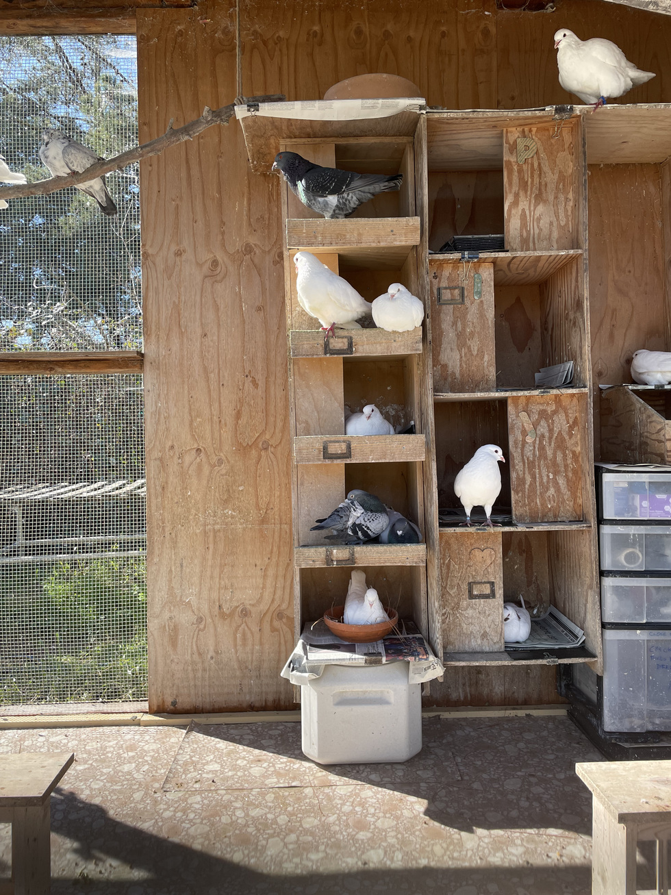 Vote for Stack o' Pigeons | Palomacy 2023 Calendar Fundraiser