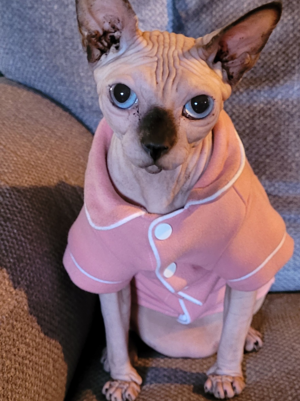 Vote for Beagle Ann | Friends of the McCook Humane Society