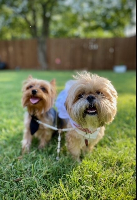 Vote for Mr & Mrs Champ Brown | UHCCF's Pic My Pet Photo Contest