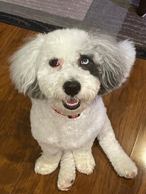 Vote for Lilo | UHCCF's Pic My Pet Photo Contest