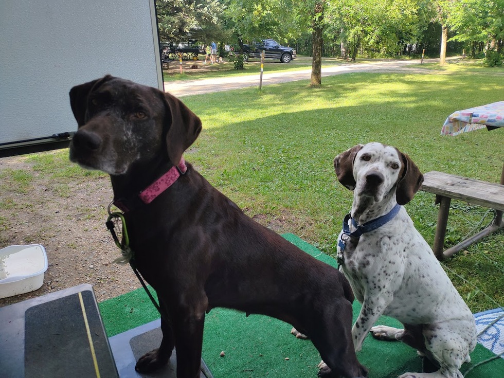 Vote for Drifter & AMy | NorCal German Shorthaired Pointer Rescue ...