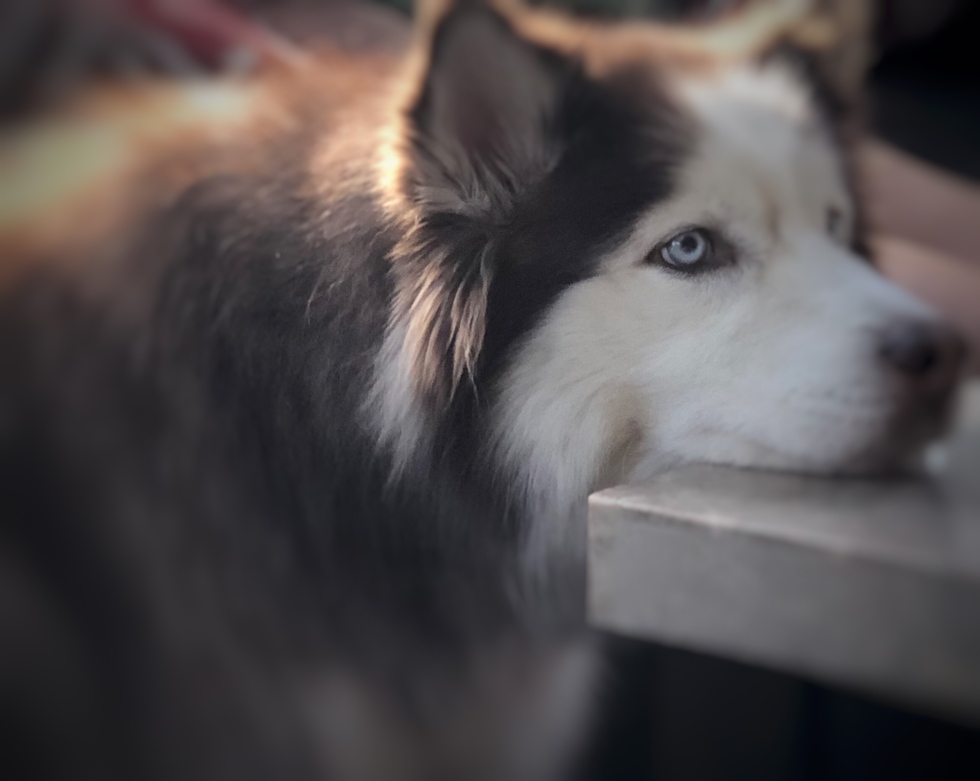 Vote for Rowan | Dogs For Days 2023 Calendar Photo Contest