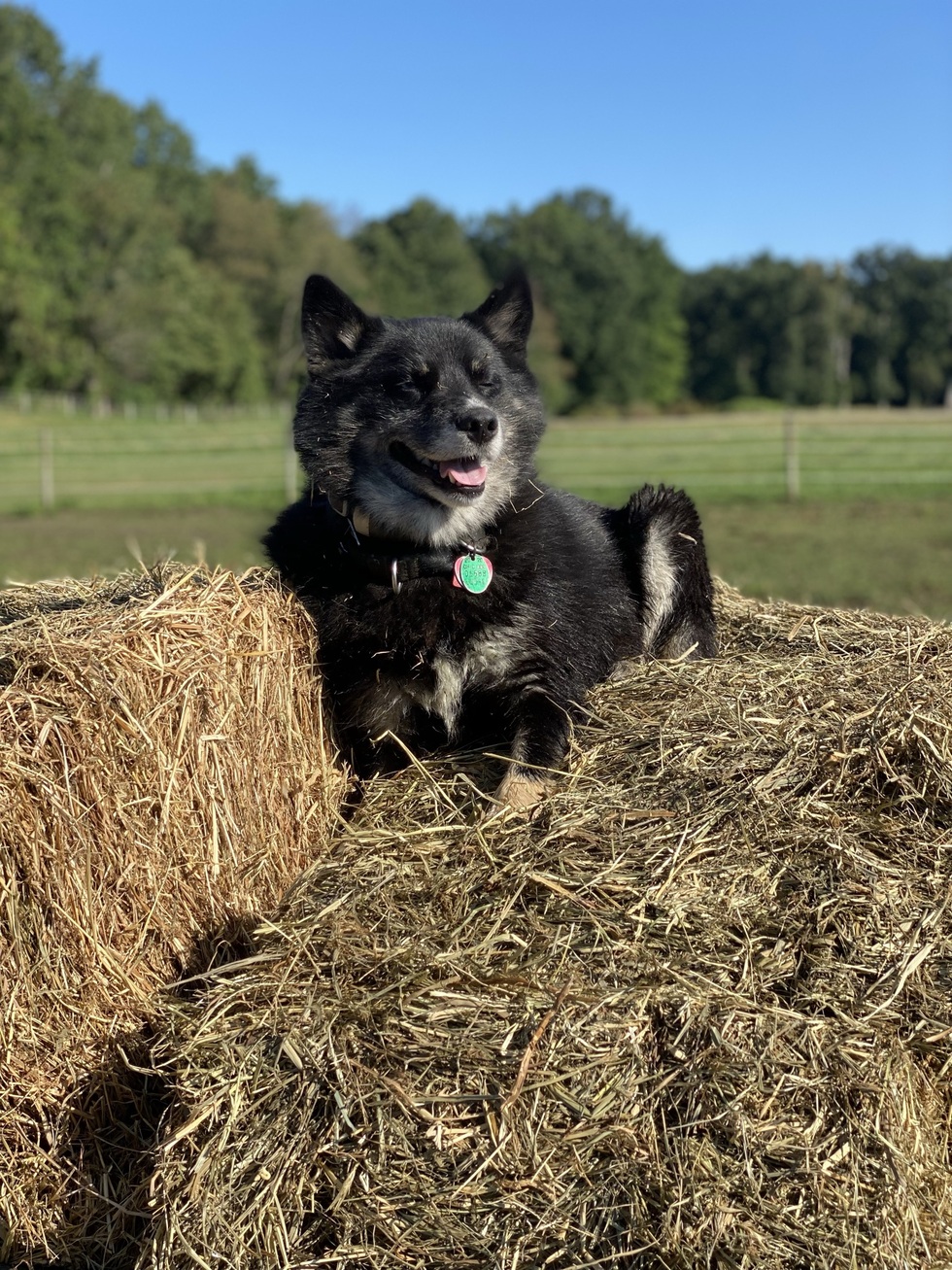 Vote for Clifford | FoLCD 2023 Alumni Calendar Contest