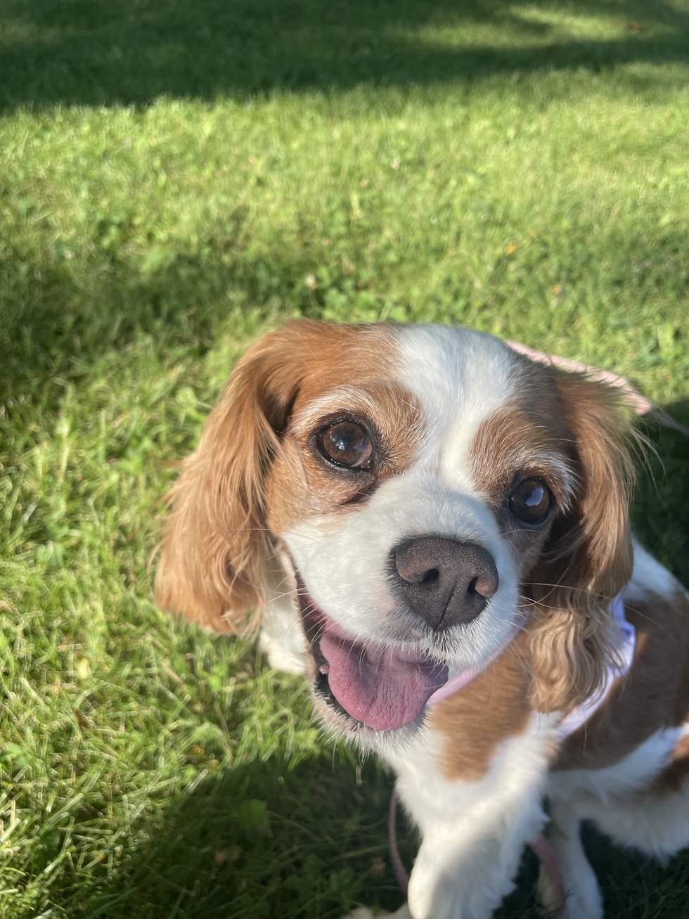 Vote for Adalie | Wagfest 2022 King or Queen of Wagfest