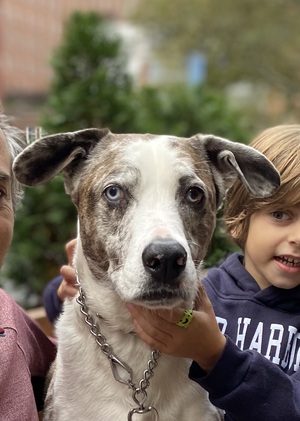 Vote for Oliver Jamali | Northeast Animal Shelter Calendar Photo Contest