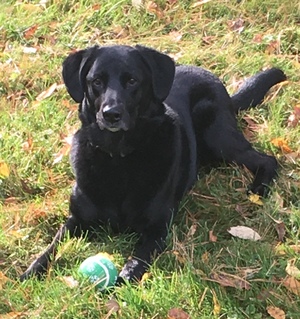 Vote for Soot | CVHS 2022 Calendar Photo Contest