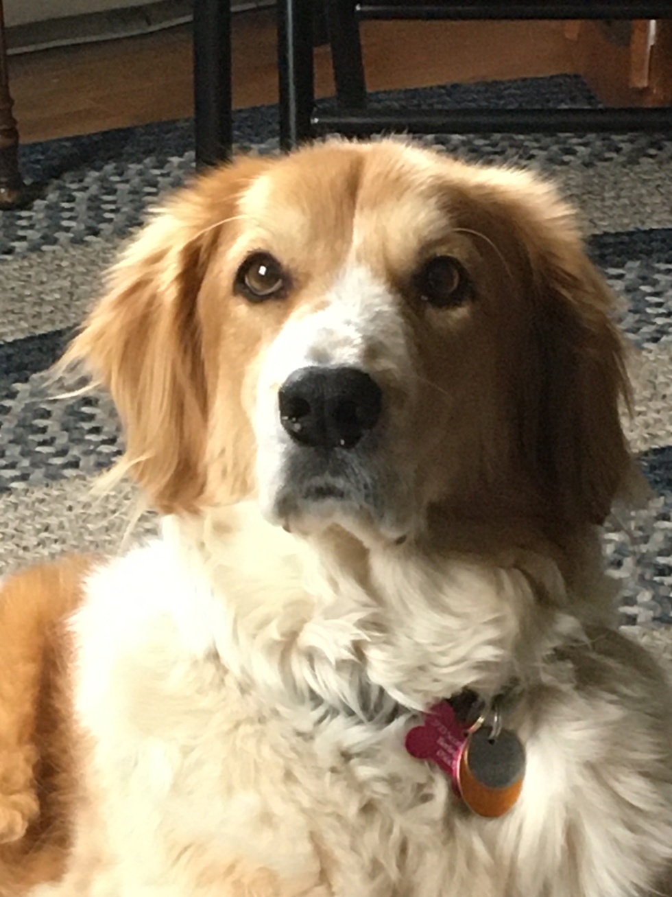 Vote for MIA | CVHS 2022 Calendar Photo Contest