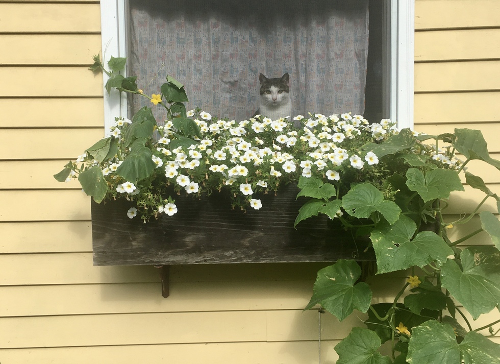 Vote for Georgia | CVHS 2022 Calendar Photo Contest