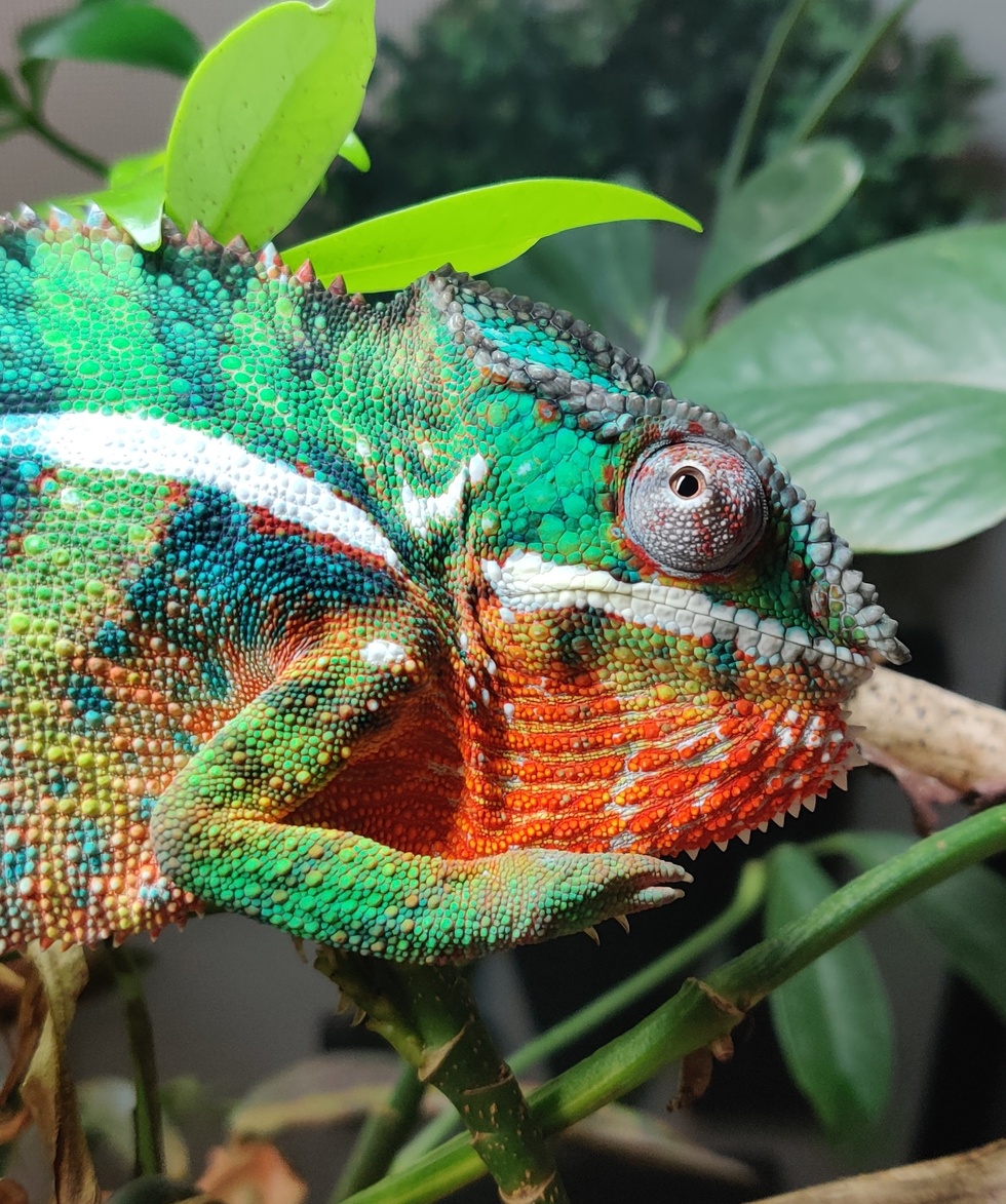 Vote for Buddy | CVHS 2022 Calendar Photo Contest