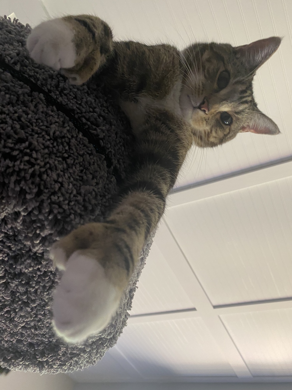 Vote for Murphy | CVHS 2022 Calendar Photo Contest