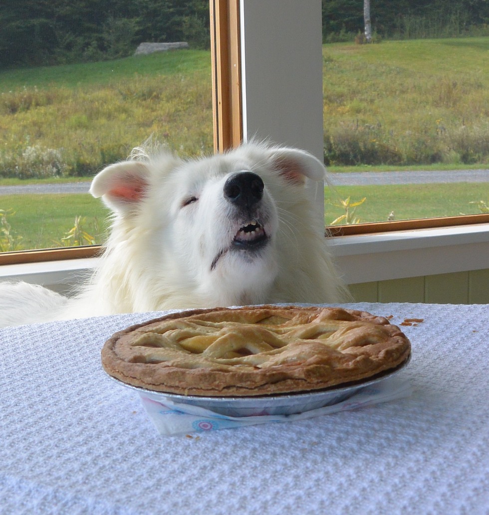 Vote for Kodie | CVHS 2022 Calendar Photo Contest