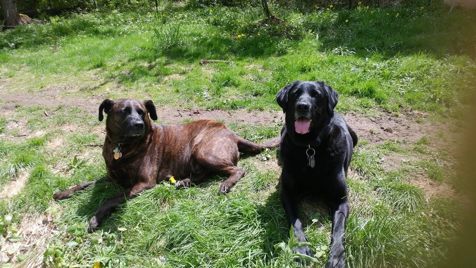 Vote for Scout & Chevy | CVHS 2022 Calendar Photo Contest