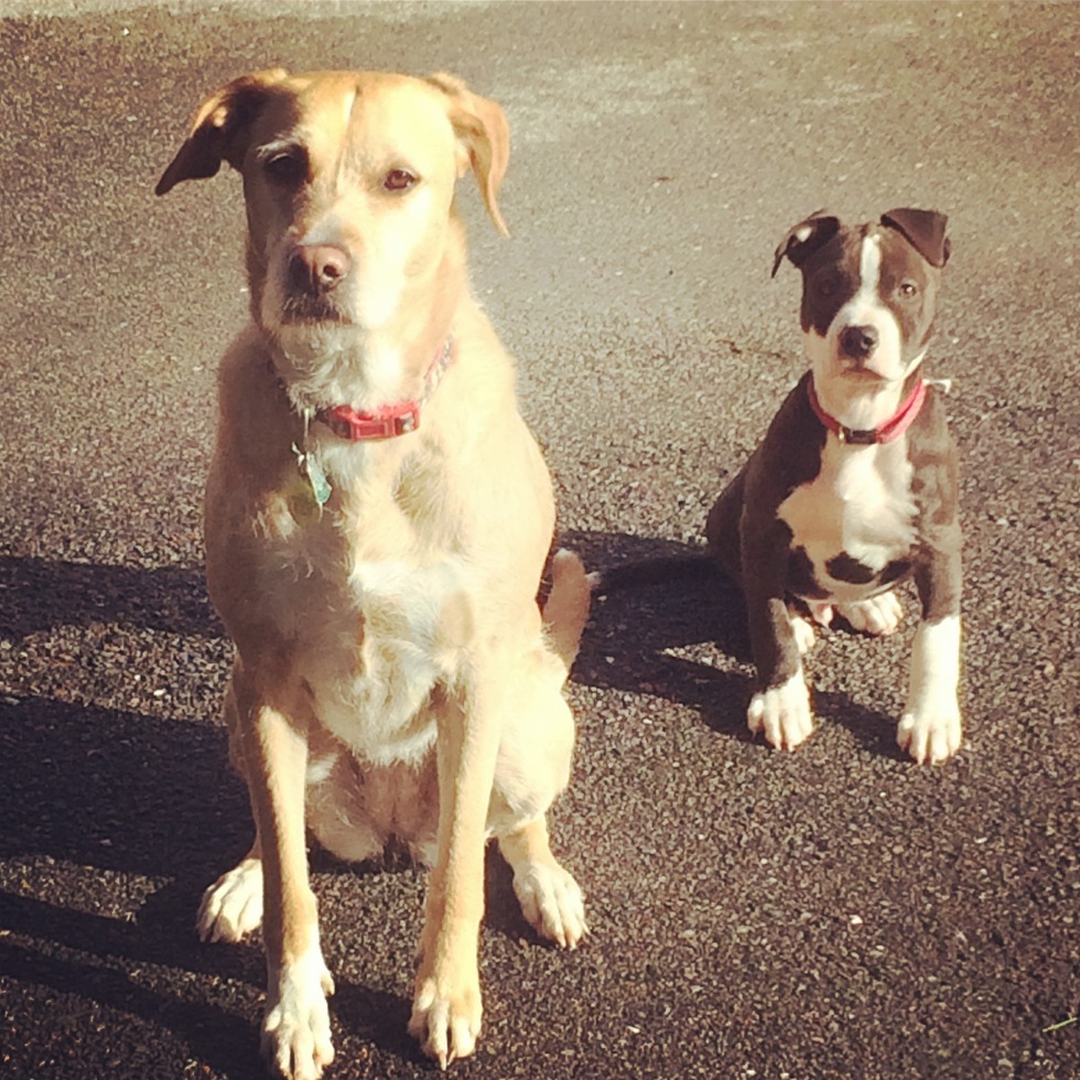 Vote for Luna and Gryffindor | CVHS 2022 Calendar Photo Contest