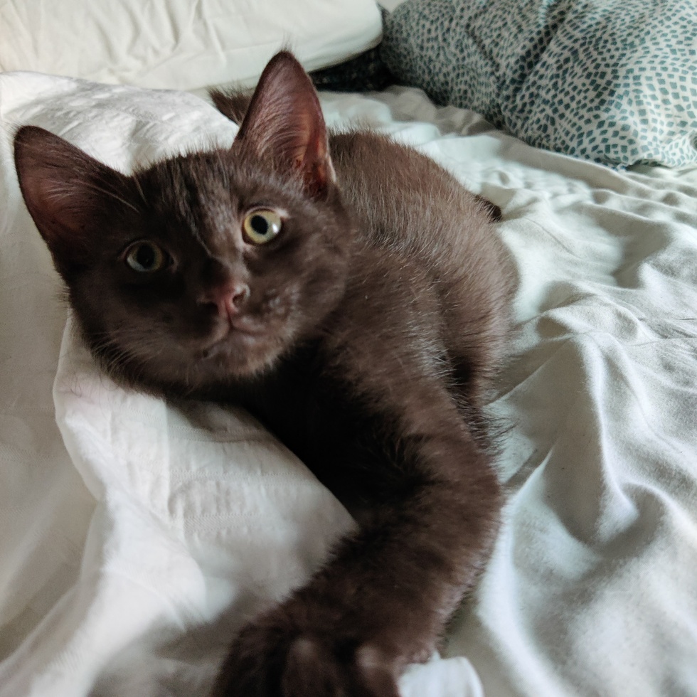 Vote for Wolfie | CVHS 2022 Calendar Photo Contest