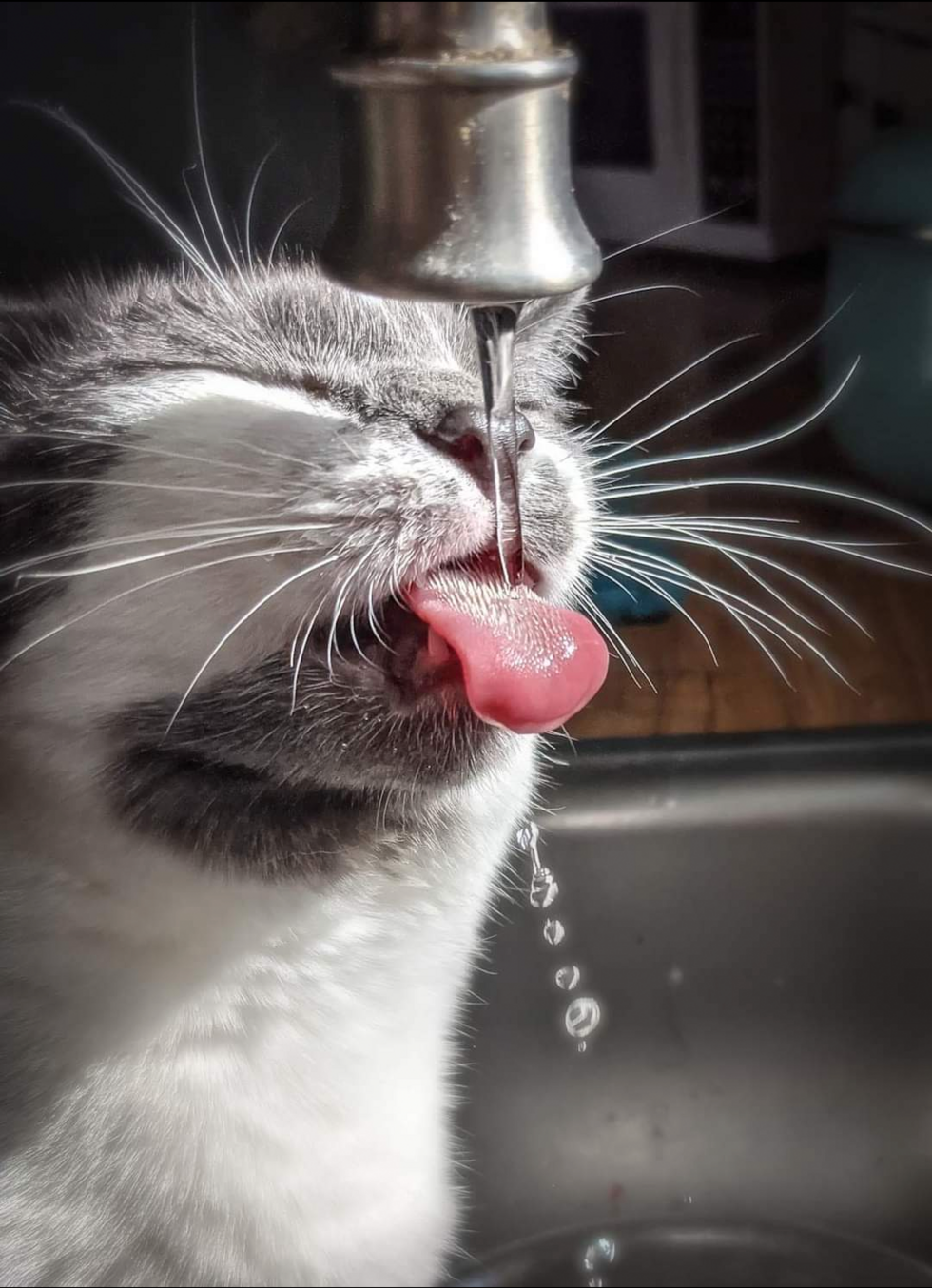 Vote for Tinsel | CVHS 2022 Calendar Photo Contest