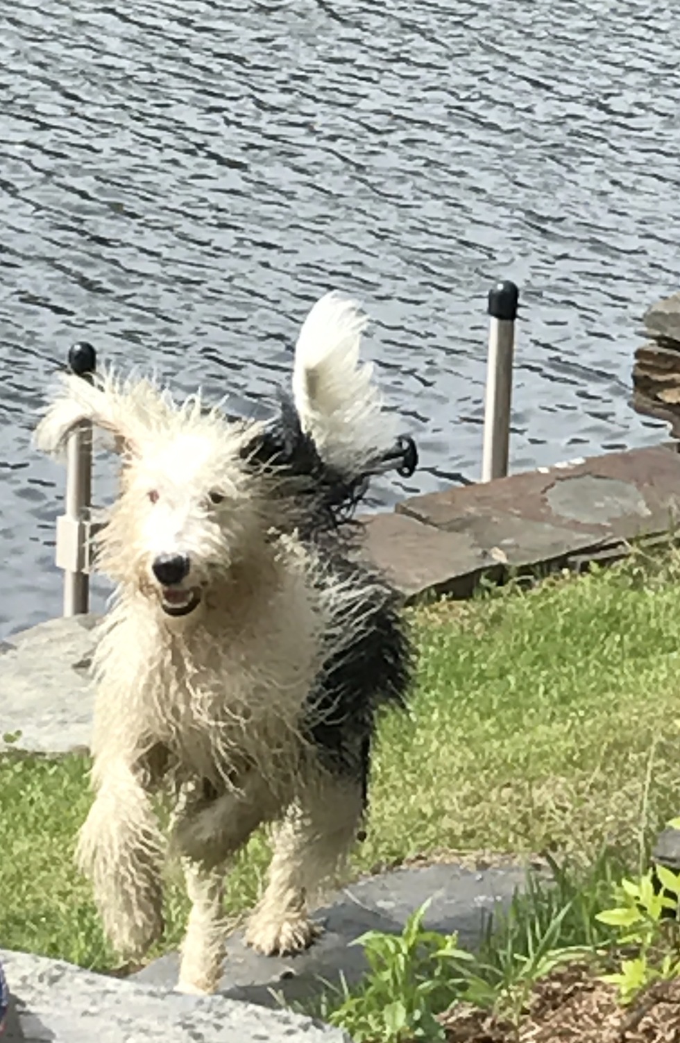 Vote for Loki | CVHS 2022 Calendar Photo Contest