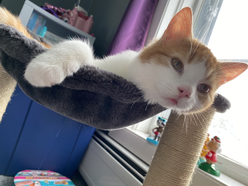 Vote for Rajah | CVHS 2022 Calendar Photo Contest