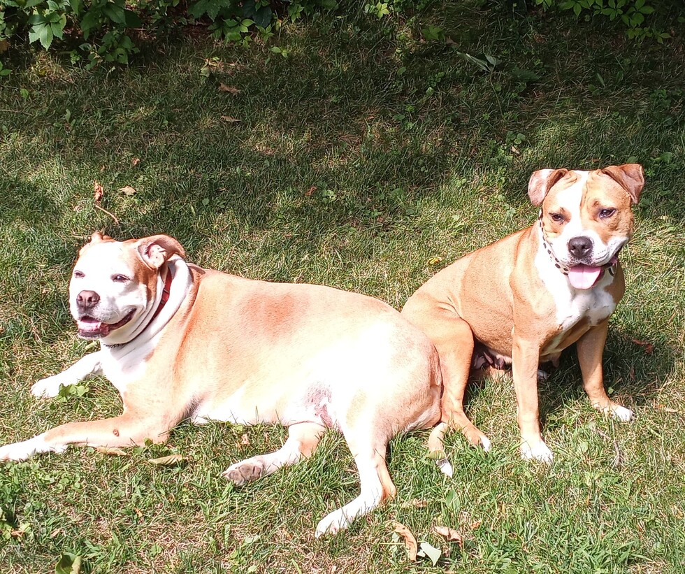 Vote for Amber and Lola | CVHS 2022 Calendar Photo Contest