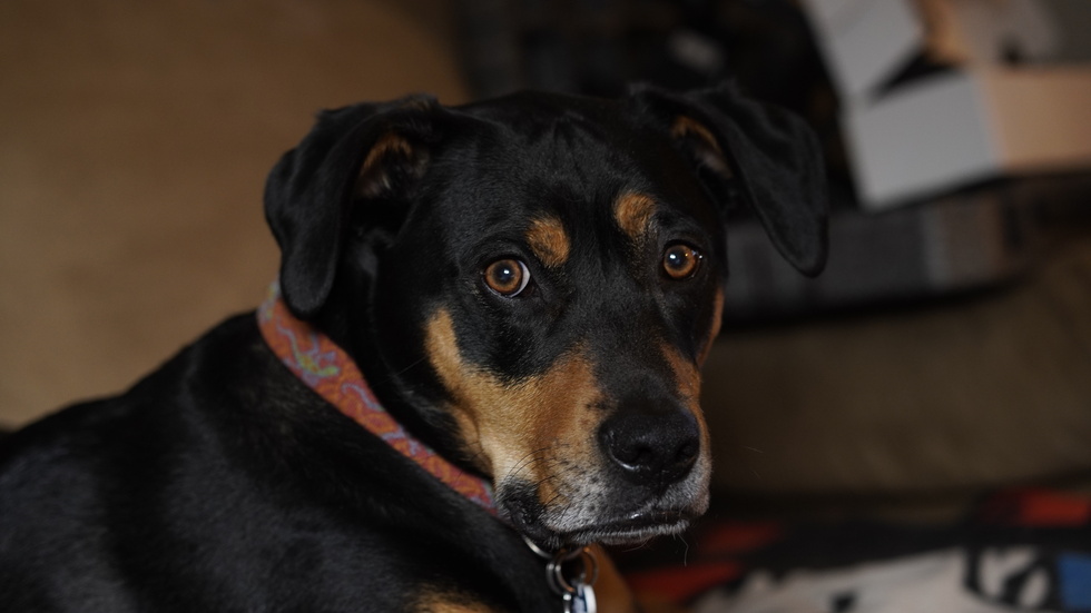 Vote for Hudson | CVHS 2022 Calendar Photo Contest