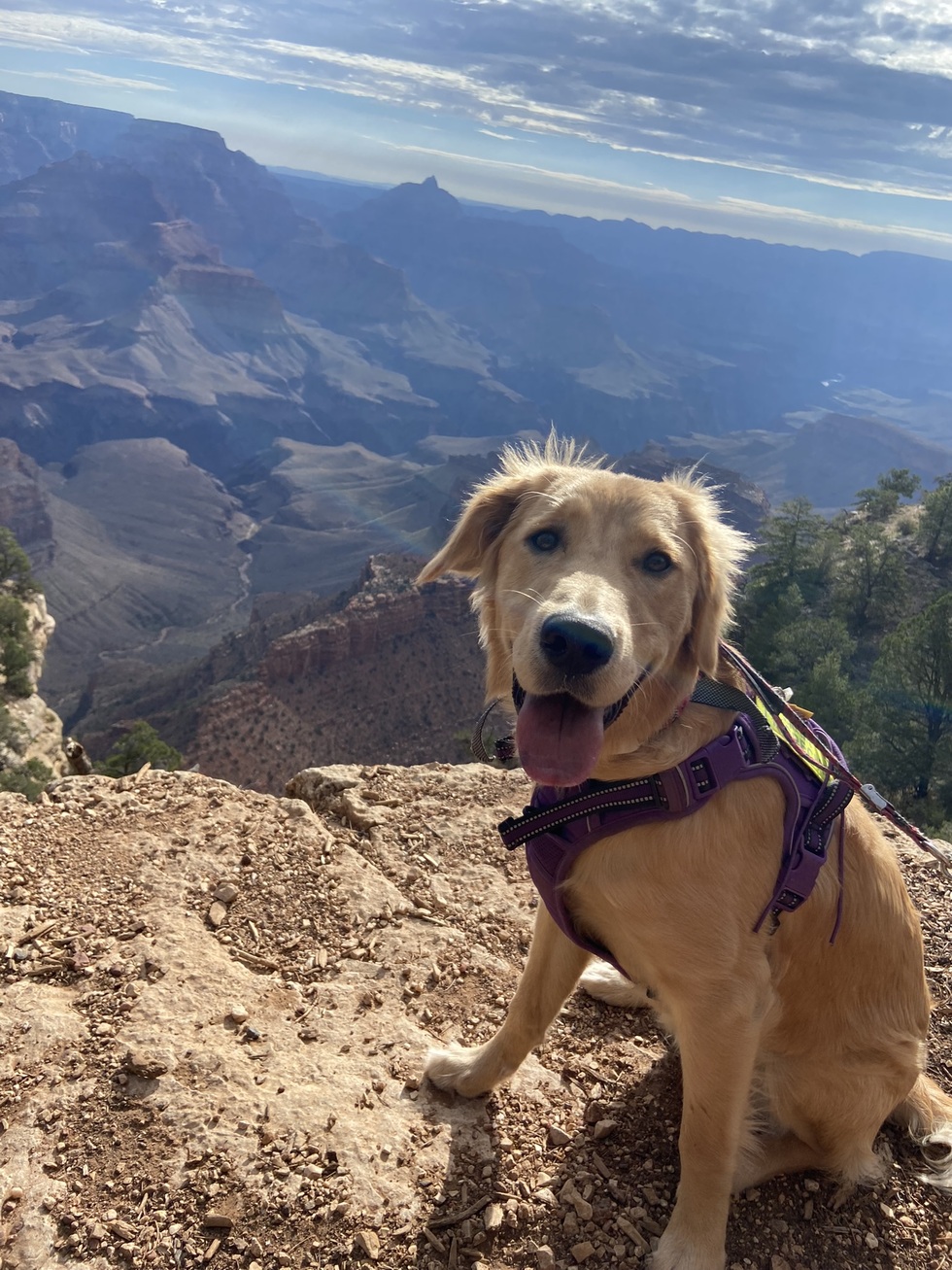 Vote for Poppy | CVHS 2022 Calendar Photo Contest